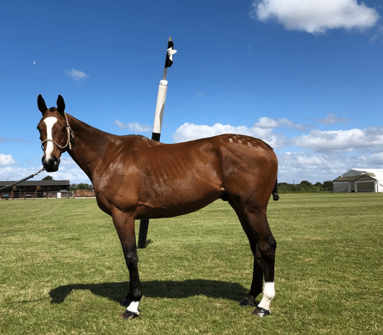 J F Polo Academy | Polo ponies for sale