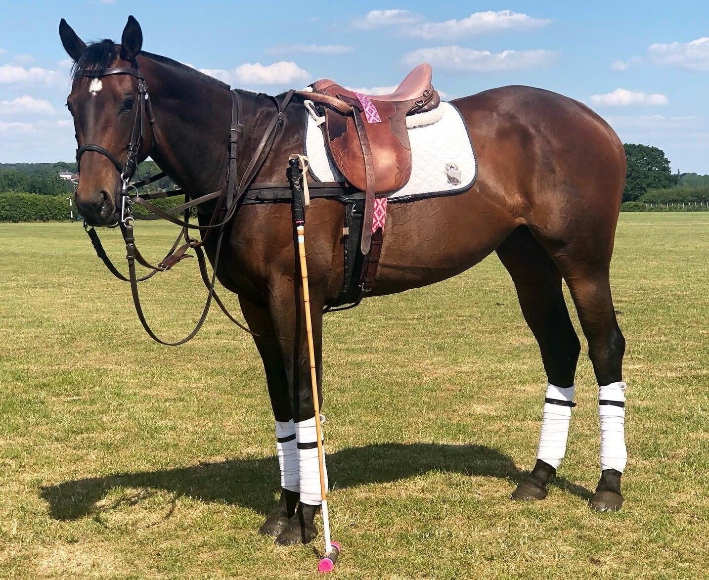 J F Polo Academy | Polo ponies for sale